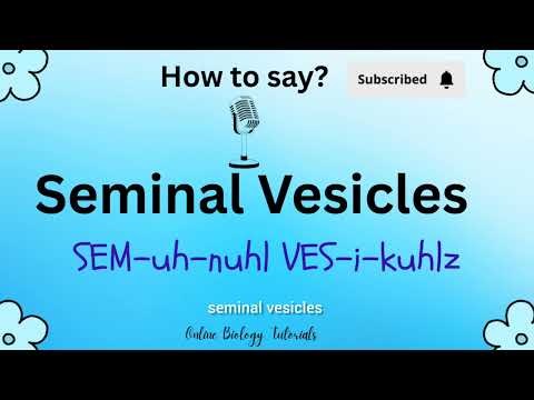 Seminal vesicles I what are seminal vesicles I How to pronounce seminal vesicles I Pronunciation