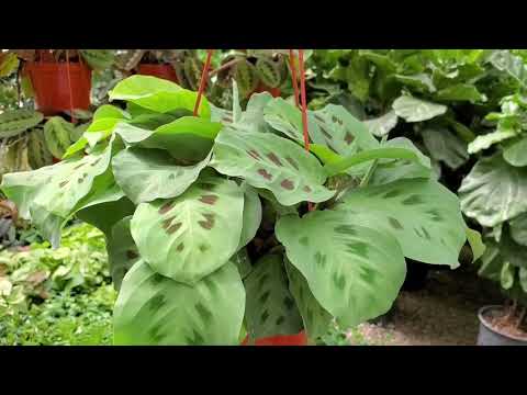 Houseplant Shop With Me! Plant Depot in OC