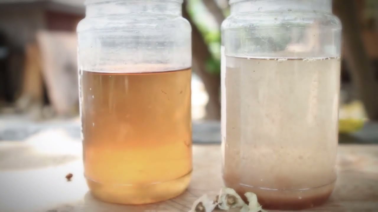 How to Purify Water With Moringa Seeds