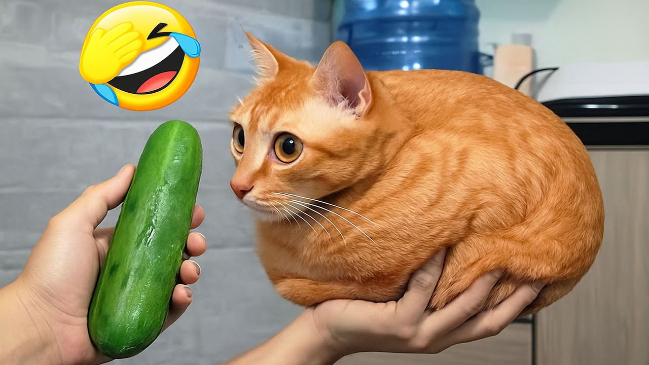 Try Not To Laugh 🤣 1 Hour of Best Funny Cats and Dogs Videos 2026 😽🐶