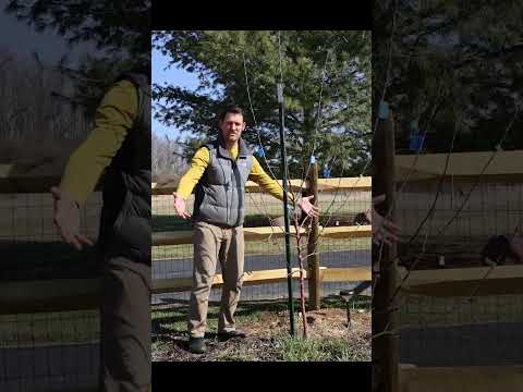 Prune your apple tree like this to maximize fruit!