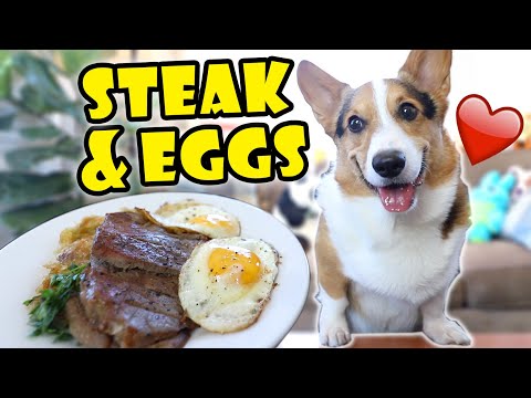 Corgi Tries Steak & Eggs made just for him! || Life After College: Ep. 676
