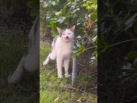 Funny Cats π₯²π... #subscribe #like #cute #catlovers #funnycat #memes #cat #animals #funny #shorts