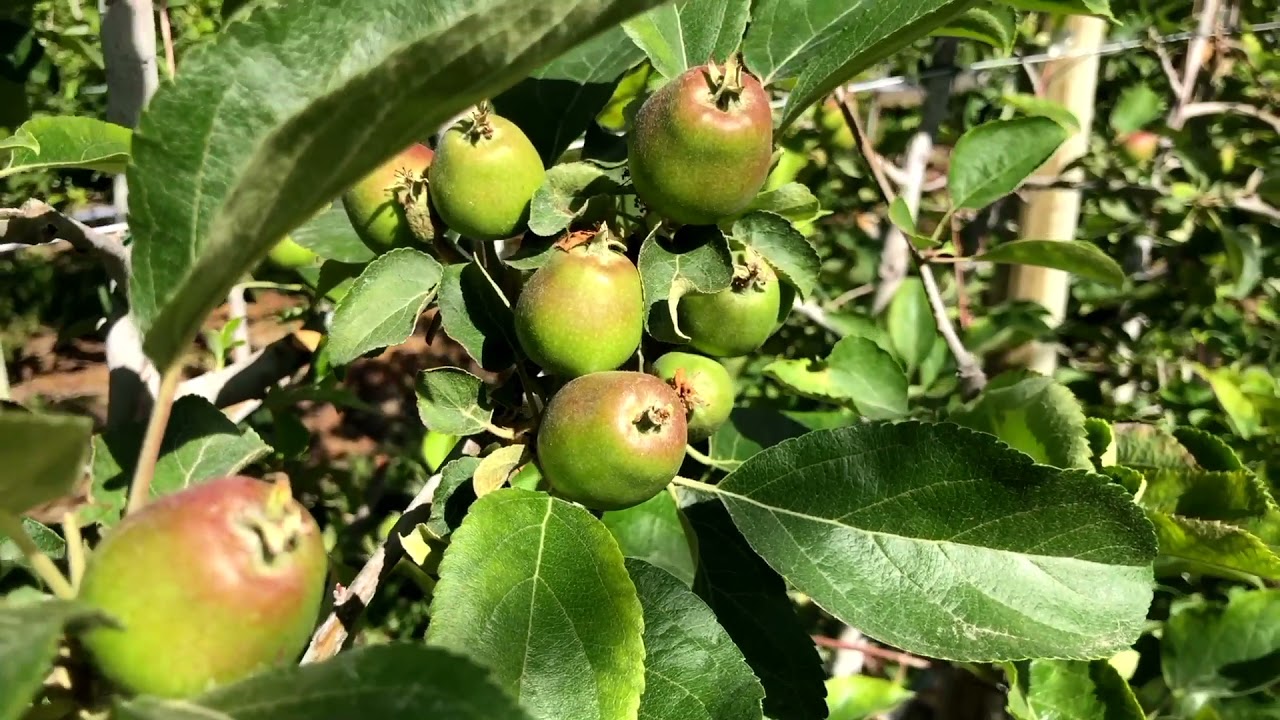 Rockit Apple Crop Update - Week 2