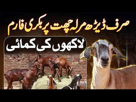 Pakistani Ne Sirf 1.5 Marla Par Goat Farm Bana Dala - 1 Bakri Se Kam Start Kia Or Aaj Bakre Hi Bakre
