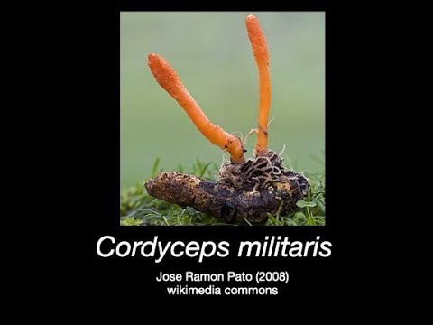 Monday's Mushroom Episode 8: Cordyceps & Kidneys