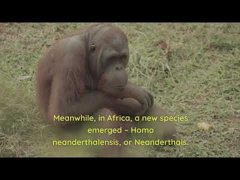 The Mysterious Universe - 04 : "The Hominid Family Tree Evolution"