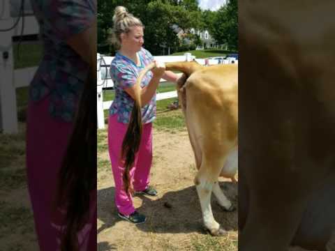 Why Do Cows Have Tails? - Rich- Farmer