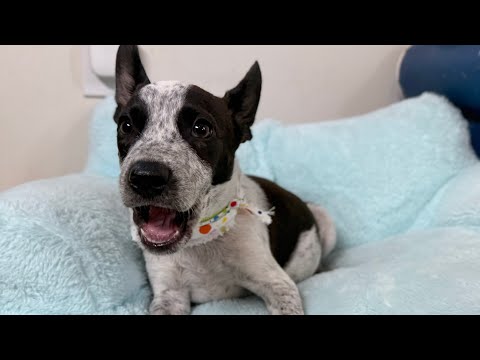 Dog for adoption - Bluey Kraft, an Australian Cattle Dog / Blue Heeler ...