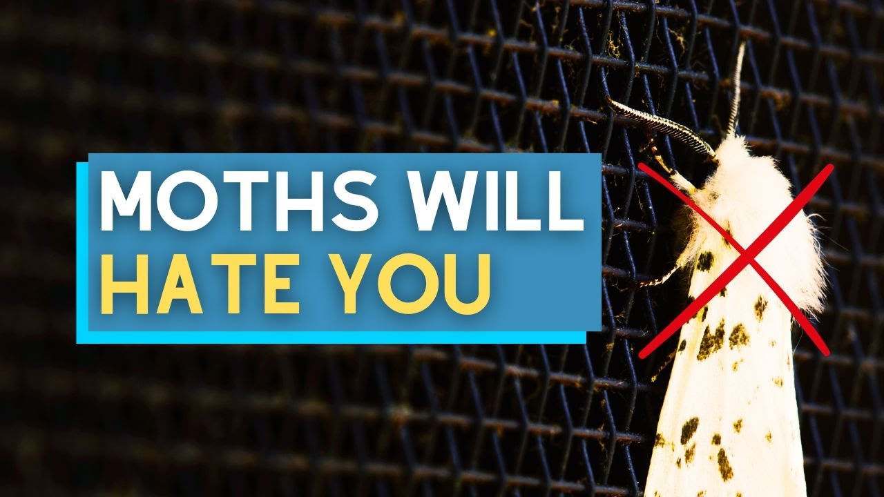 How To Get Rid Of Moths In The House