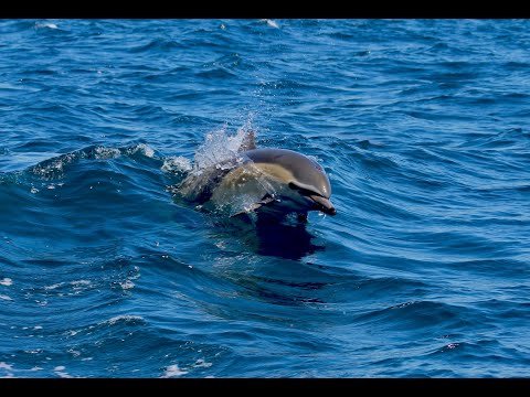 Keep the Ocean Clean PSA – Resource Matrix