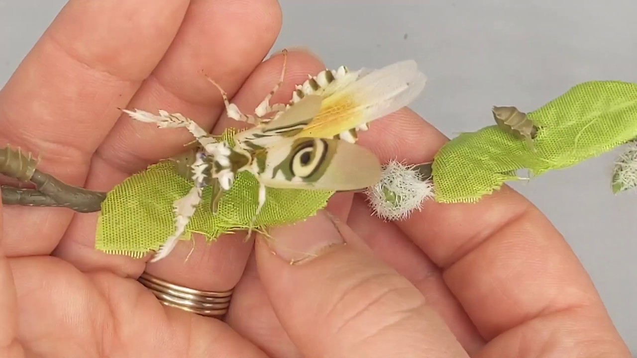 Spiny Flower Mantis Overview, compared to Orchids and Banded: the wonderful world of flower mantises