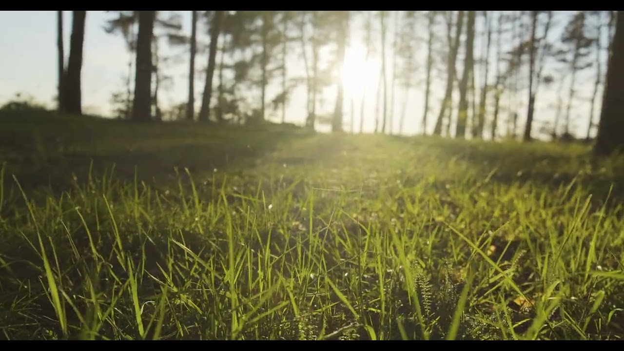Green Grass Grows In A Pine Forest At Sunset 4k video wallpaper