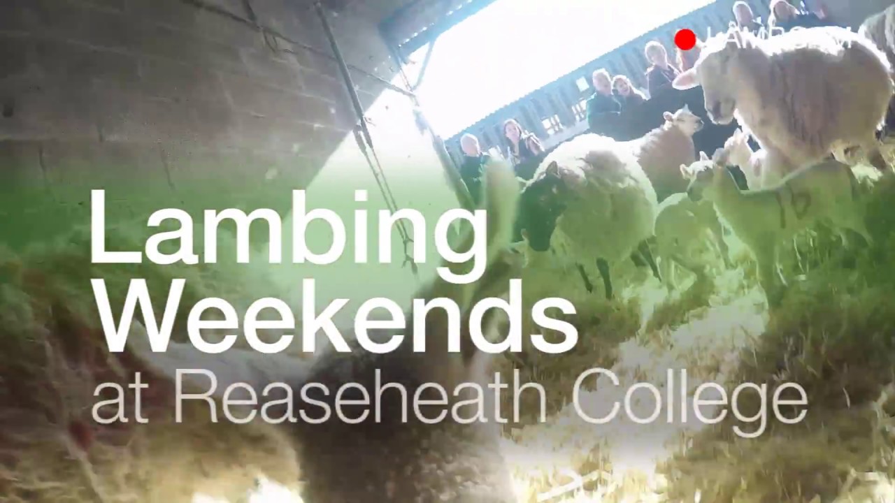 Reaseheath Lambing Weekends - Larry's Lamb Cam #2