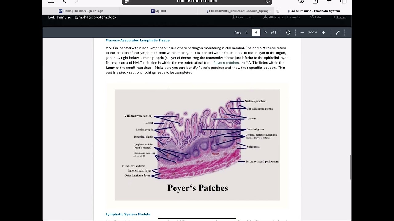 BSC2086L-10683 Lab Exam 2 Overview