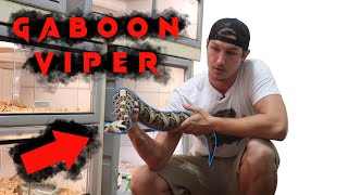 Will Nace - Custom Cages