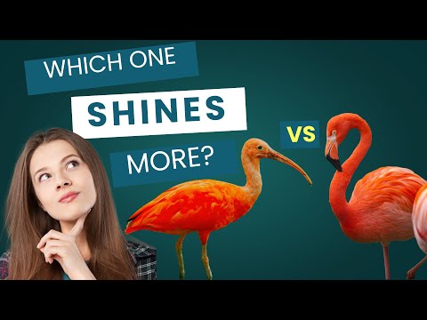 Why Flamingos Are Pink (and Scarlet Ibises Are Red)?