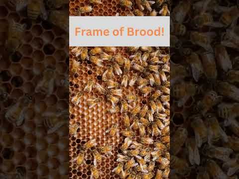 Frame of Brood!