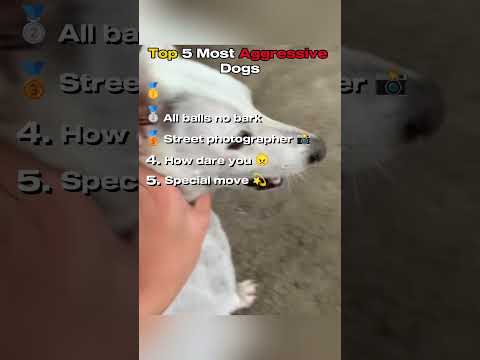 Top 5 Best Aggressive Dogs 🐶