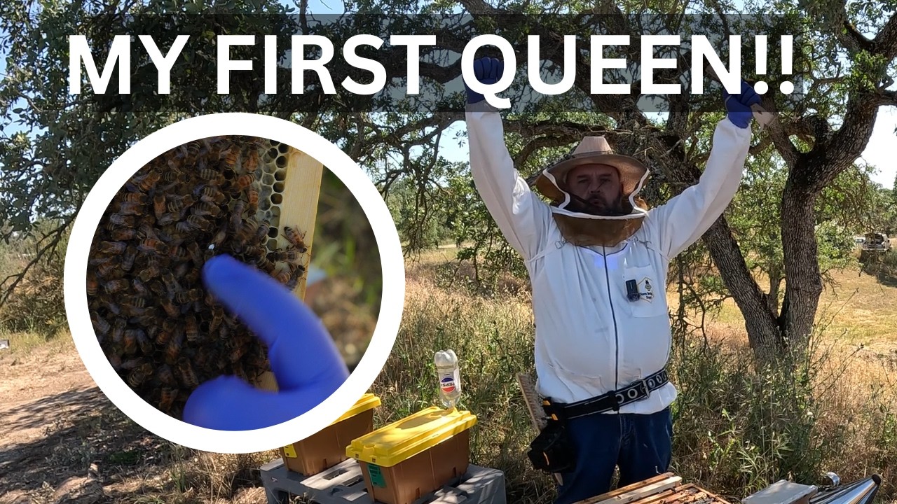 I Finally Marked My First Queen… Then Found a Queenless Hive 🐝