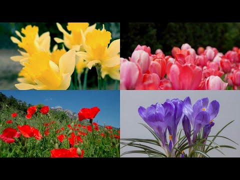 Summer Roses of keisei Rose beautiful natureal Garden #switzerland 2023 #4knature #flowers