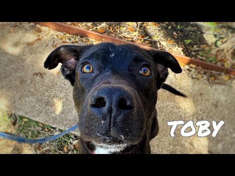 Dog for adoption - Tony Toby loves everyone, a Black Labrador Retriever ...