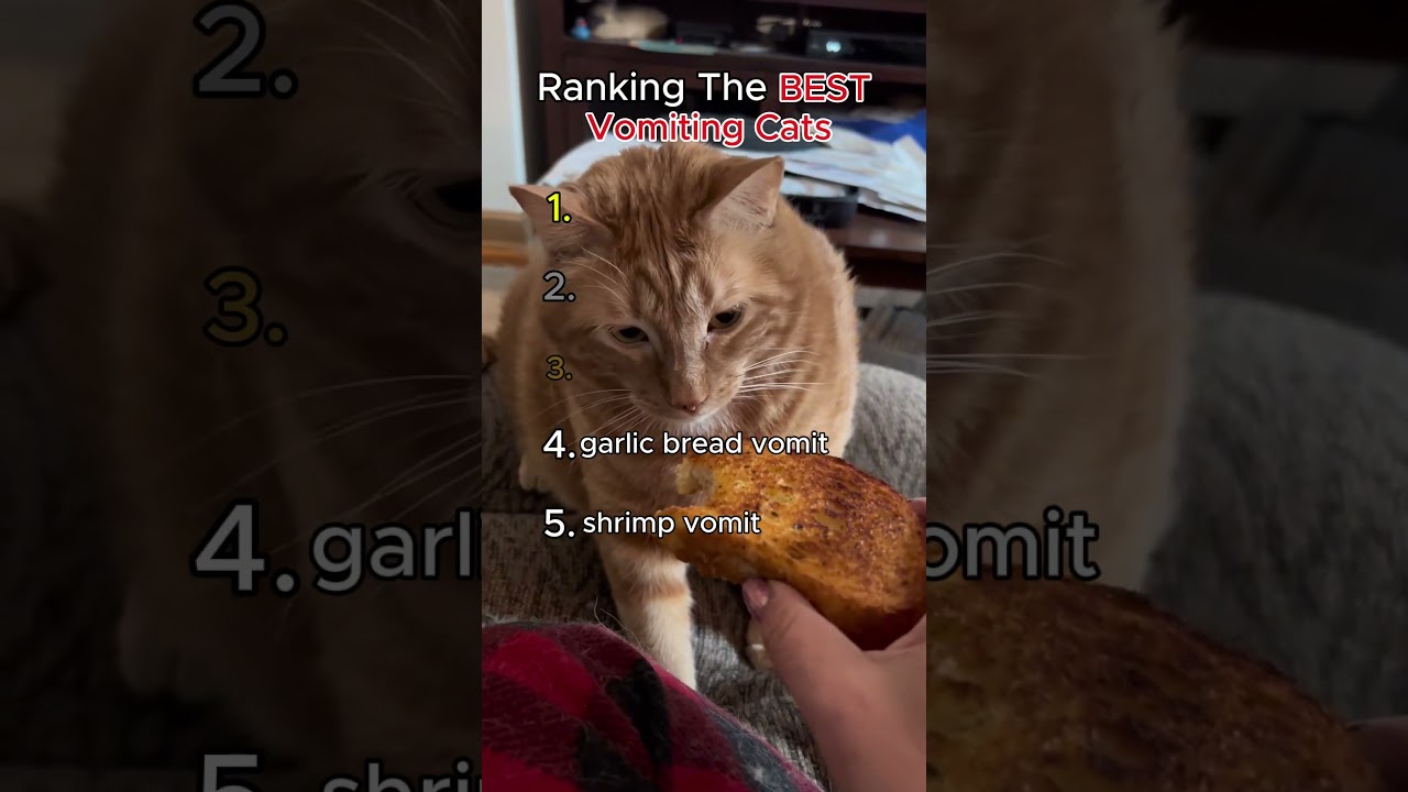 Ranking The BEST Cat Vomiting Cats #cat #funny #shorts