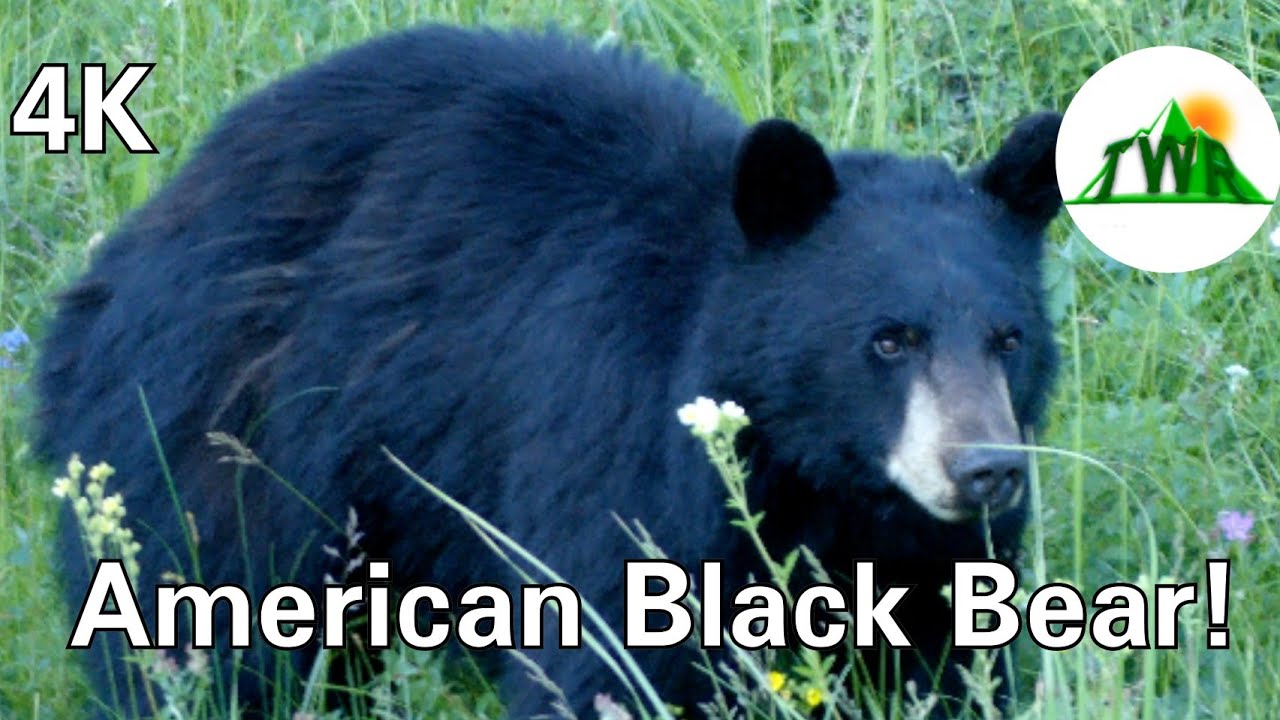 The American Black Bear: Everything You Need To Know! (Short Wildlife Film) ~ 4k