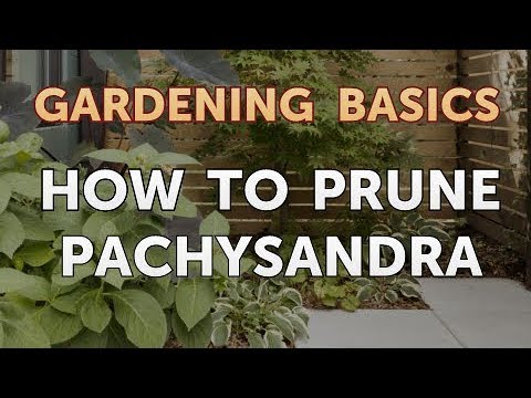 How to Prune Pachysandra