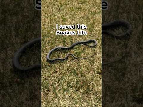 I Saved a Snake Today, Black Racer #snake #snakevideo #snakes