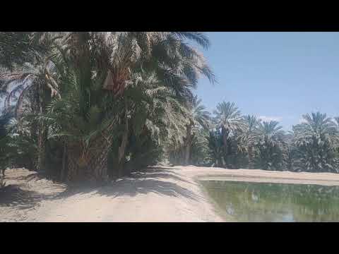 Coachella Valley amazing 9.8 acre date farm for sale