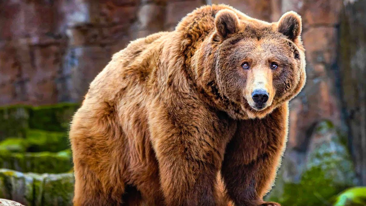 5 Largest Bears In The World You'll Never Believe Are Actually Real!