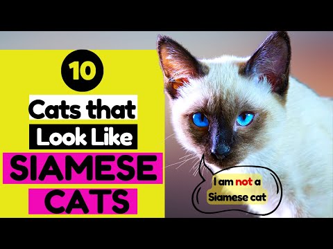10 Cat Breeds That Look Like Siamese Cats