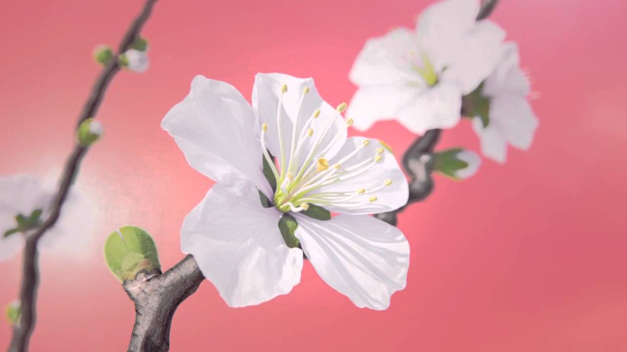 Mon Cheri - Cherry Blossoms
