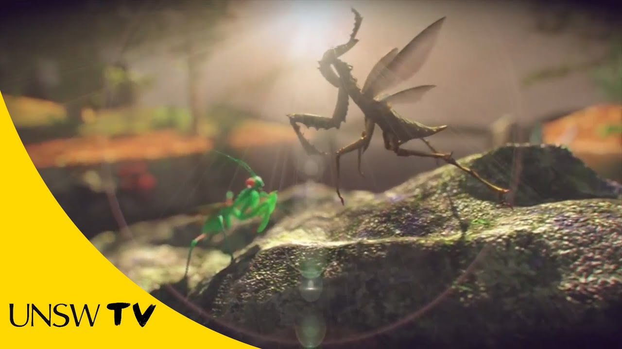 Animation Show - Preying Mantis