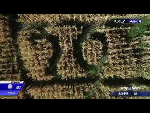 Get Lost In The 6 Best Corn Mazes In Washington This Fall