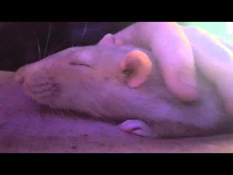 Rat boggling