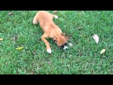 Lola boxer puppy