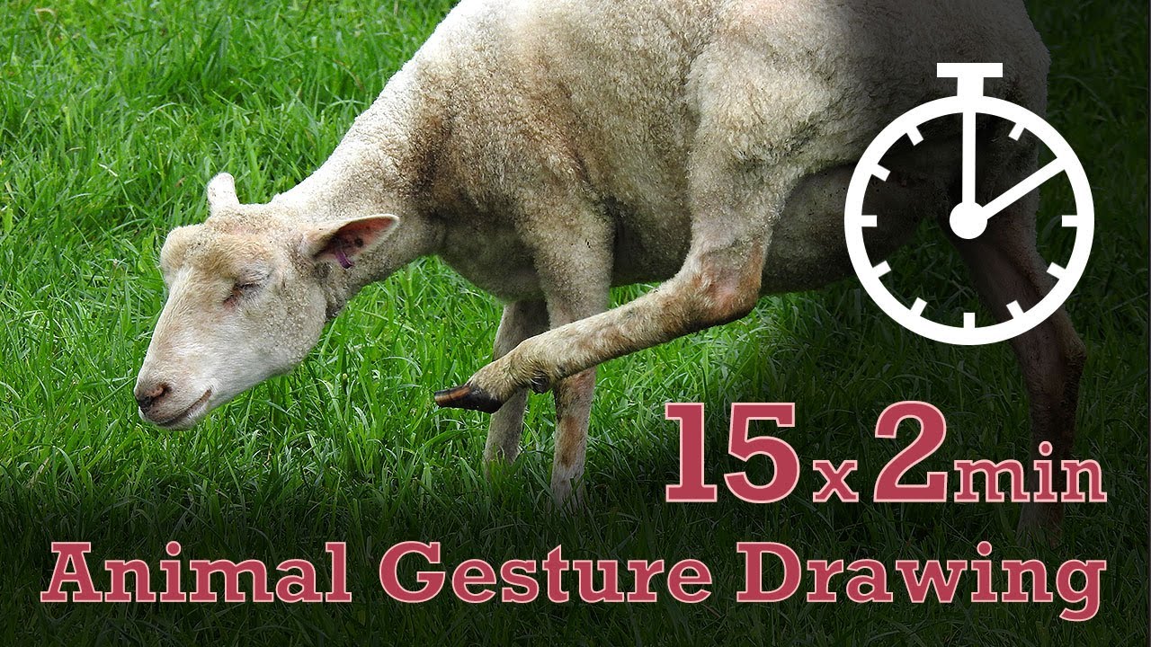 Animal Drawing References #22 - 15x2min poses - Sheep