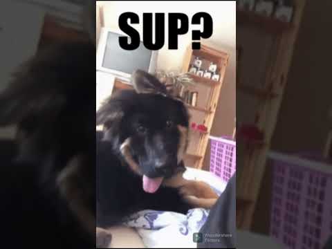 Dog gif compilation