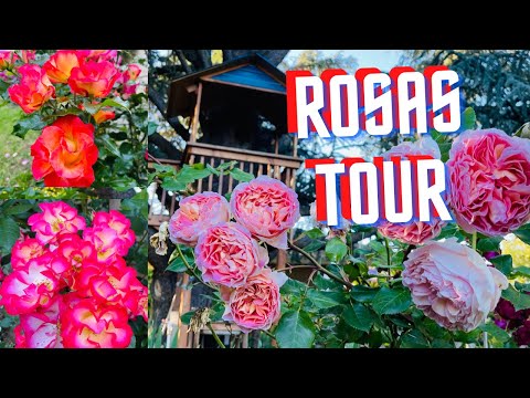 TOUR de Rosas 🌹hermosos rósales e increíbles variedades de Rosas, Cuidados y más