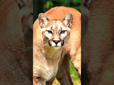 Silent Stalkers: The Remarkable Hunting Prowess of Pumas #shorts #Puma #Cougar
