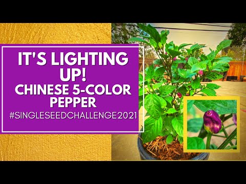 Chinese 5-color Pepper COLOR SHOW is starting! #Shorts #SingleSeedChallenge2021