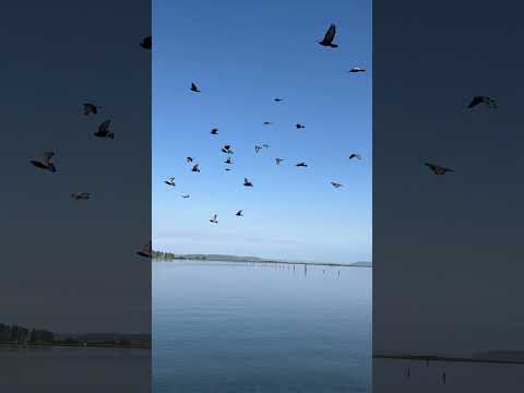 Flock of birds