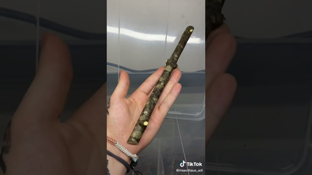 Leaf and Stick Insect