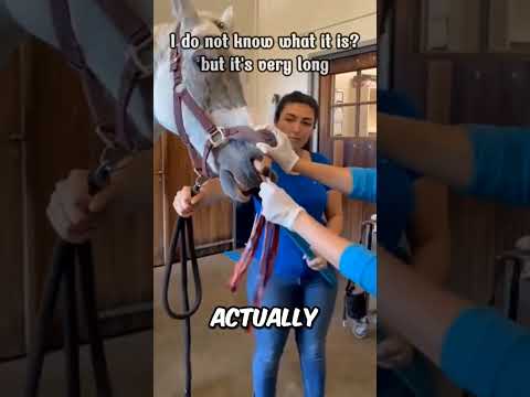 30 ft long worm in Horses Nose