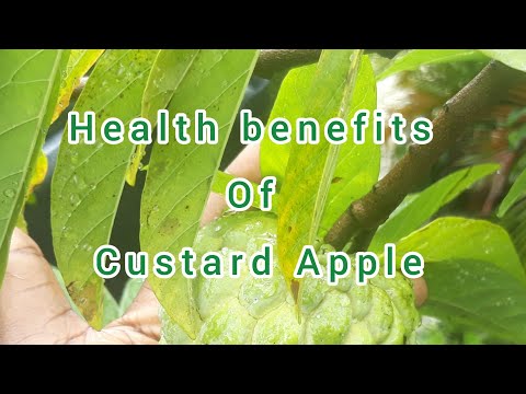 Health Benefits of Custard Apple Fruit| Health Benefits of Sugar Apple Fruit |Cherimoya