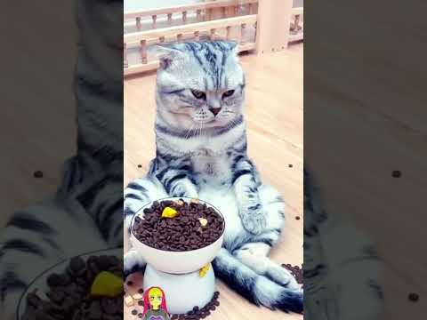 Human brings new cat food๐๐ฑ | #viral #shorts #memes #jokes #funny #shortsfeed