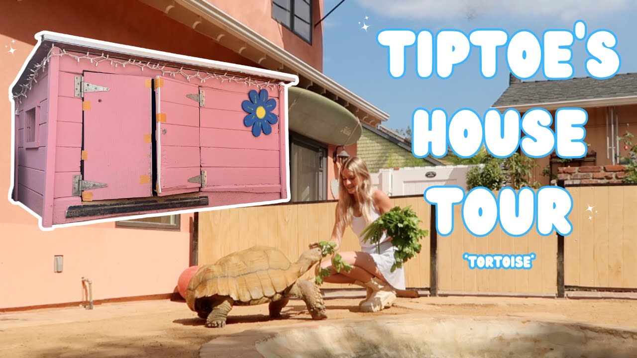 Updating Tiptoe's Enclosure 🐢 *tortoise*