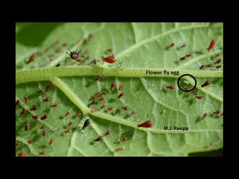 syrphids eating aphids